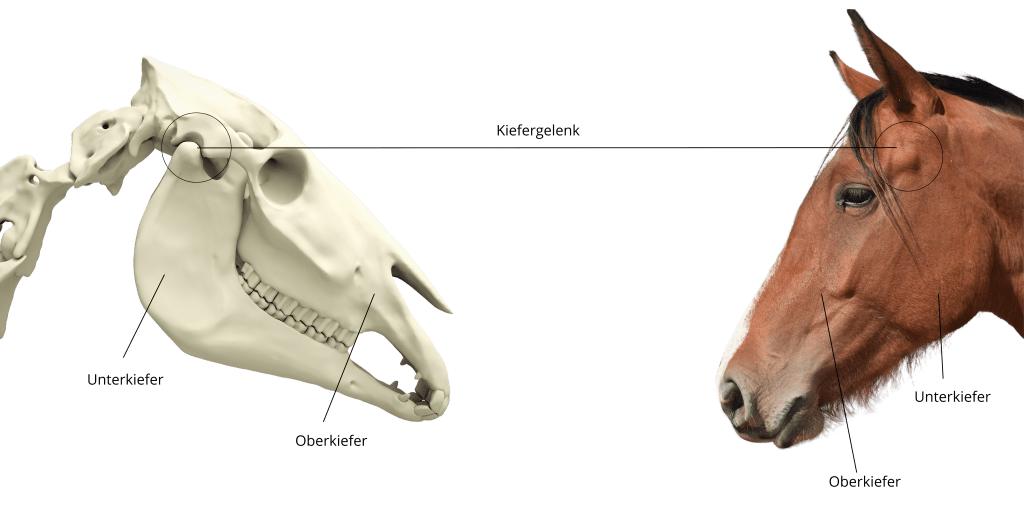 Das Kiefergelenk beim Pferd: Anatomie und Funktion - Katrin Lottes